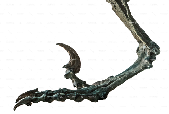 Velociraptor or Not – Dinosaur Lady