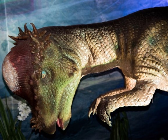 Pachycephalosaurus: The Bone-Head – Dinosaur Lady