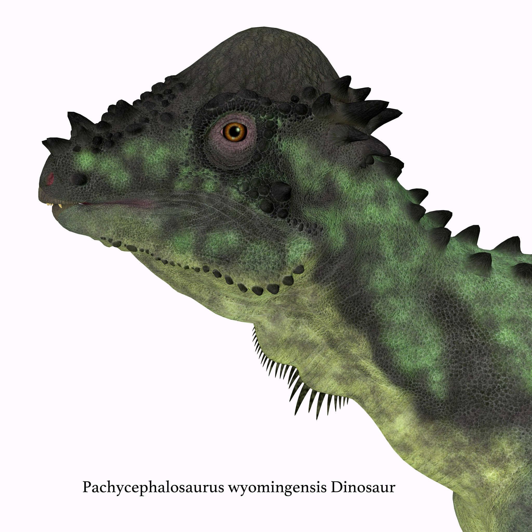 Pachycephalosaurus: The Bone-Head – Dinosaur Lady