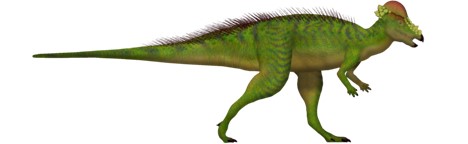 Pachycephalosaurus: The Bone-Head – Dinosaur Lady