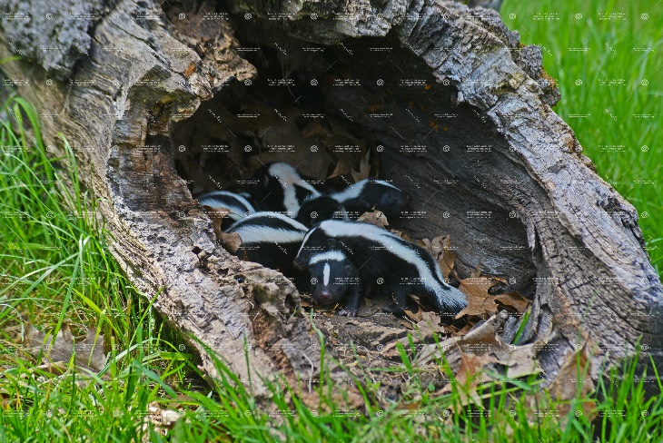 Tyrannosaurus Rex – Dinosaur Lady