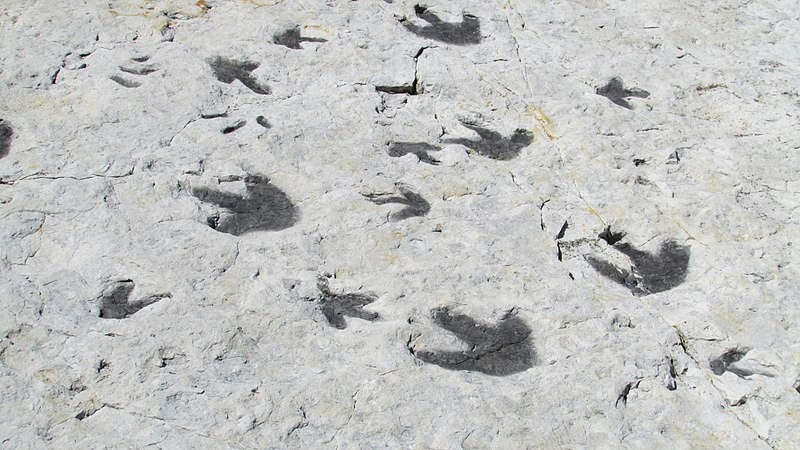 Dinosaur Facts – Dinosaur Lady