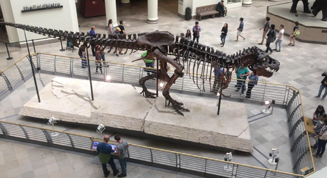 Tyrannosaurus Rex – Dinosaur Lady