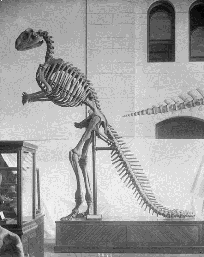 Meet Hadrosaurus – Dinosaur Lady