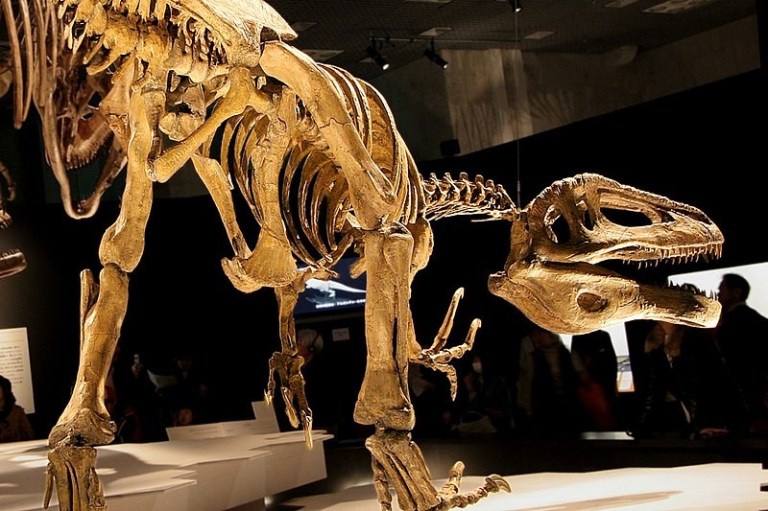 megaraptor skeleton – Dinosaur Lady