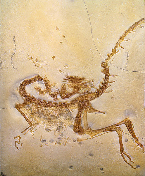 The Chicken-Sized Dinosaur – Dinosaur Lady