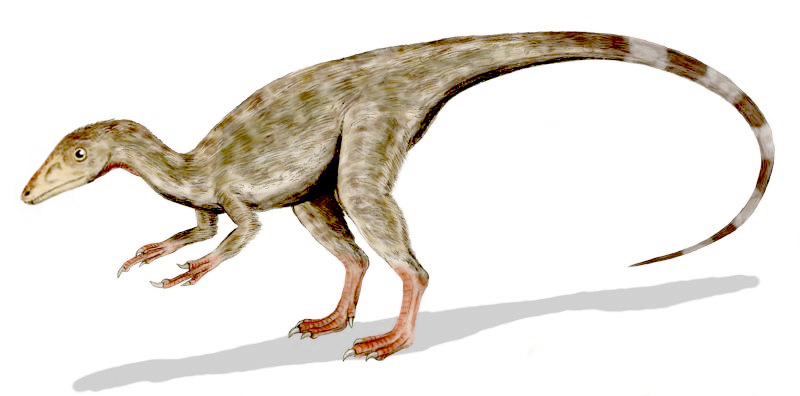 The Chicken-Sized Dinosaur – Dinosaur Lady